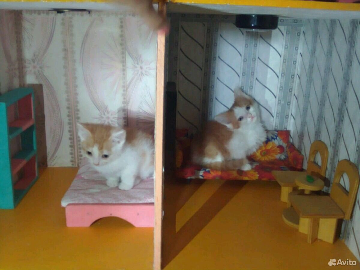 Котята
