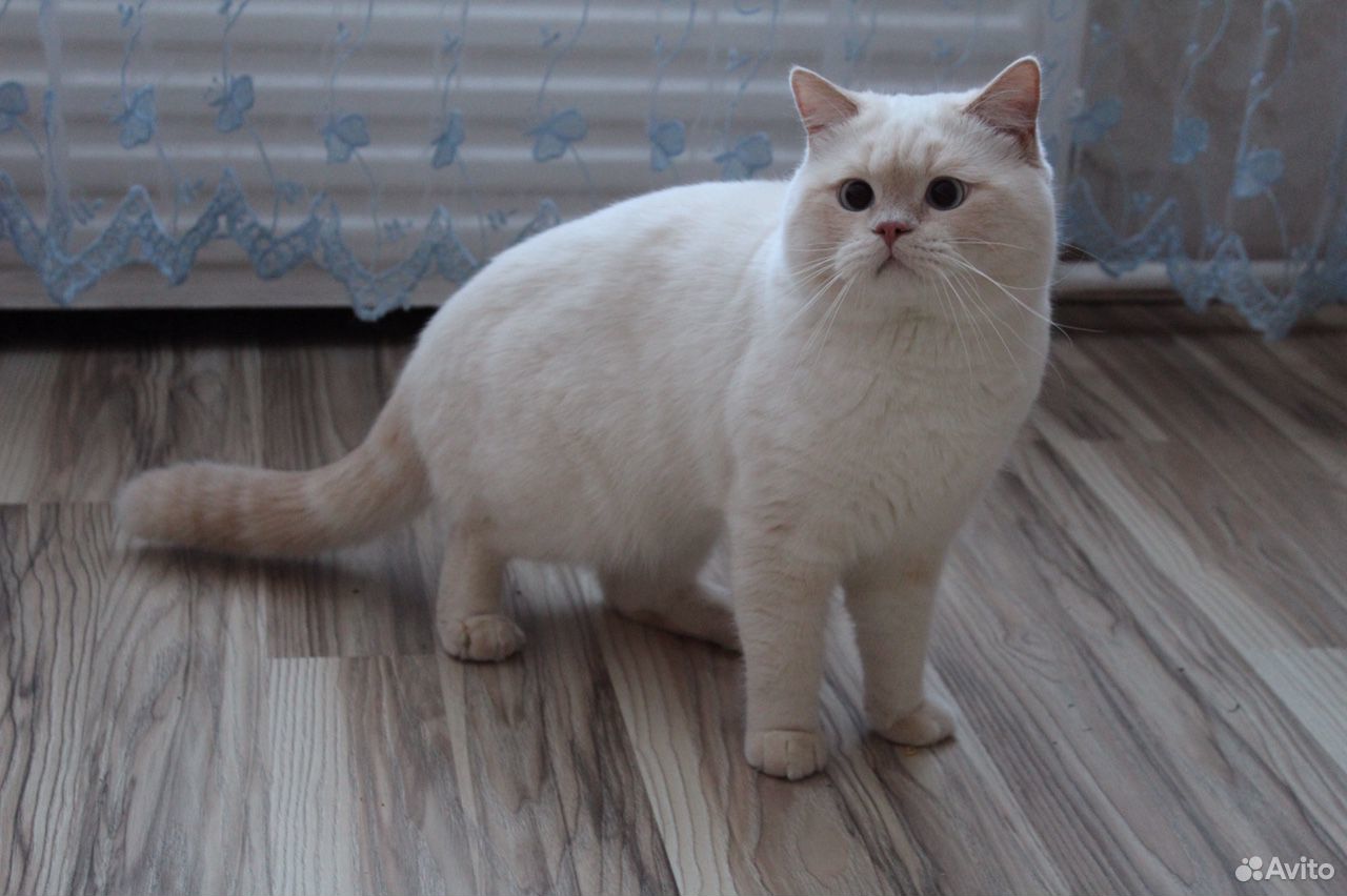 Шикарный котик