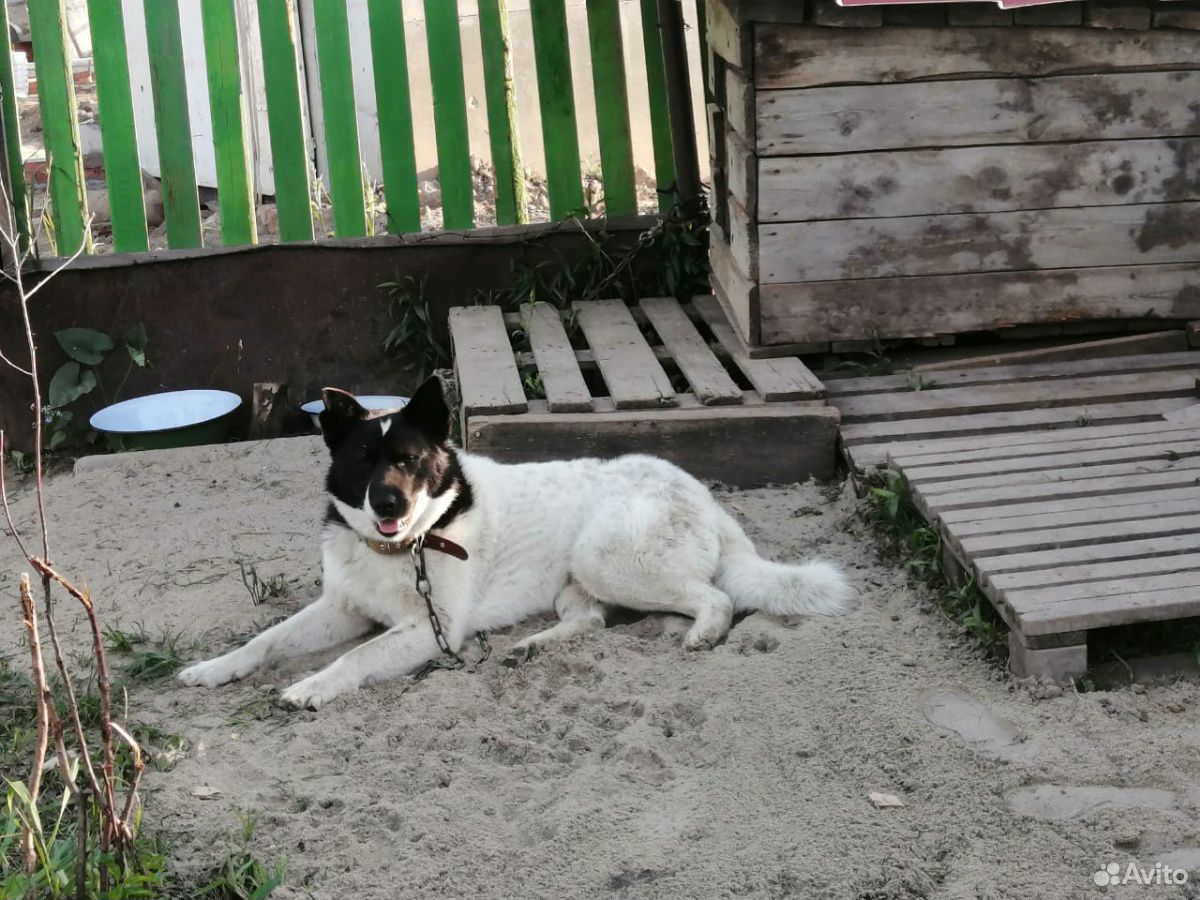 Собака кобель 2 года мощный