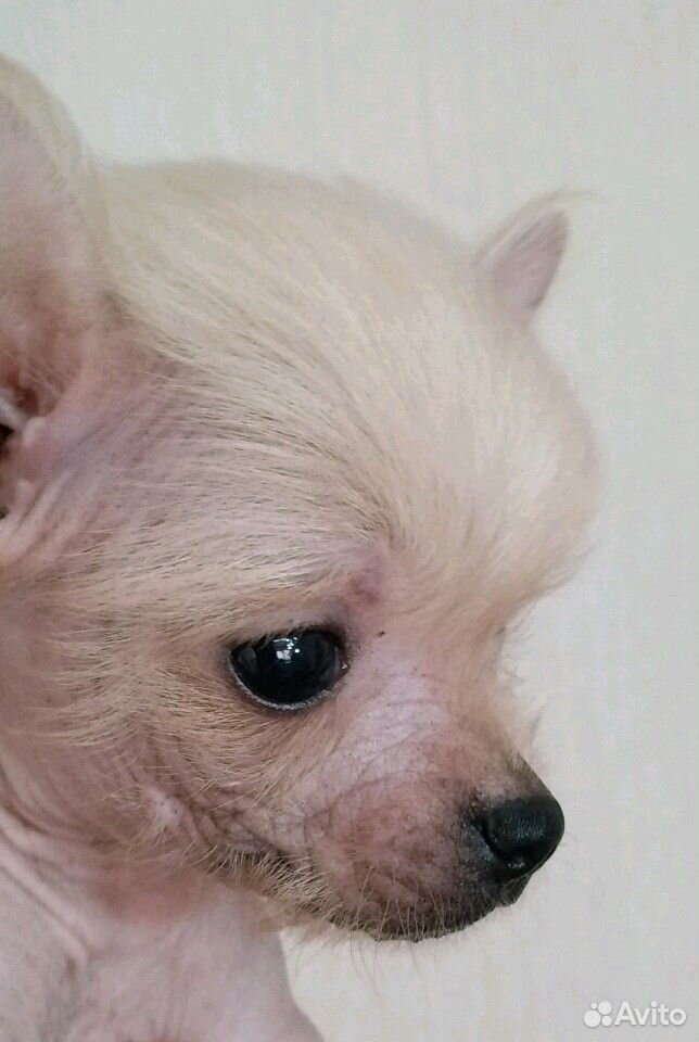 Мини мальчуган