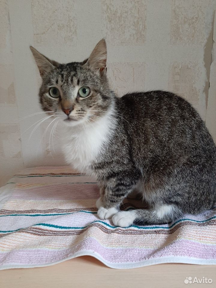 Котик Вселенская Печаль 10 мес в дар