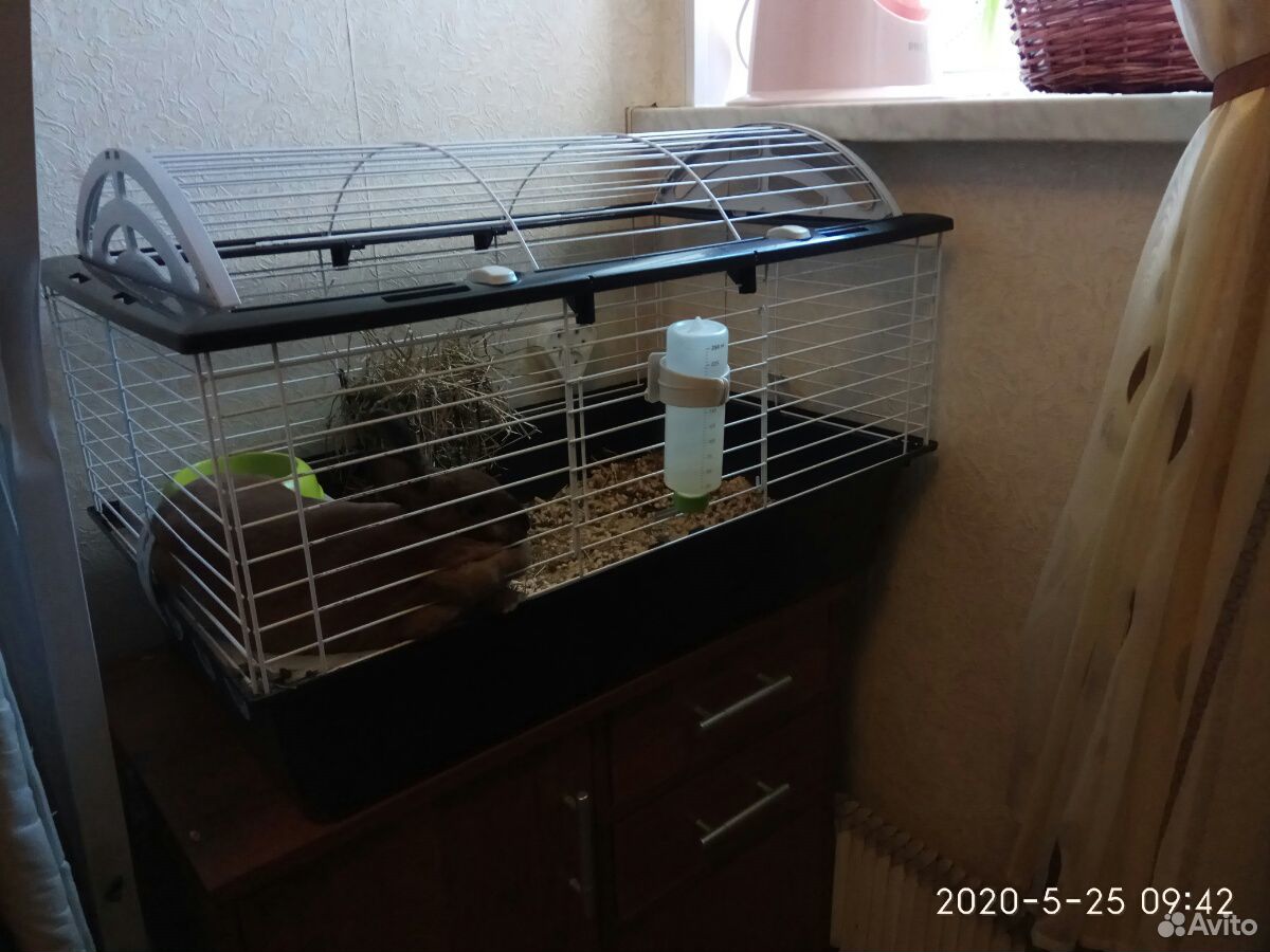 Декоративный кролик, породы Рекс.+клетка