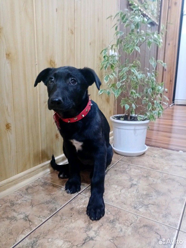 Очаровательная Марта мечтает о доме