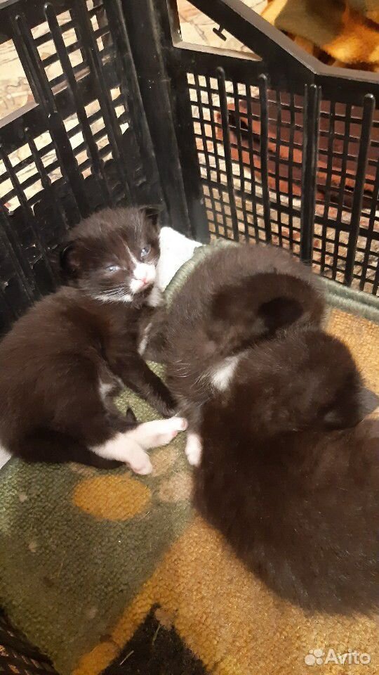 Отдам котёнка любого, боевые деревенские котята кр