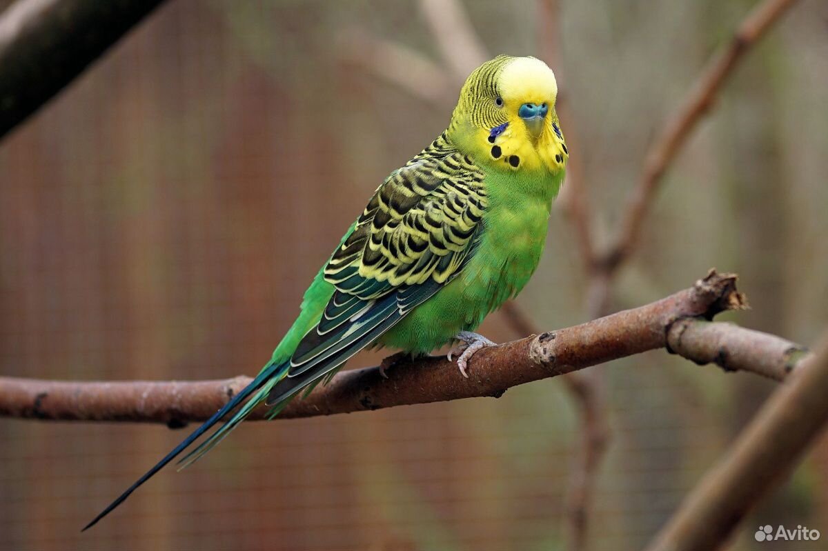 Волнистые попугаи