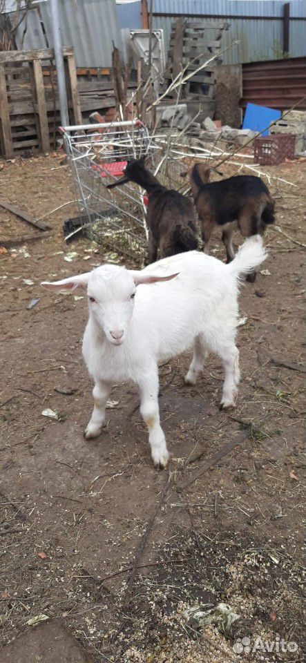 Козлята