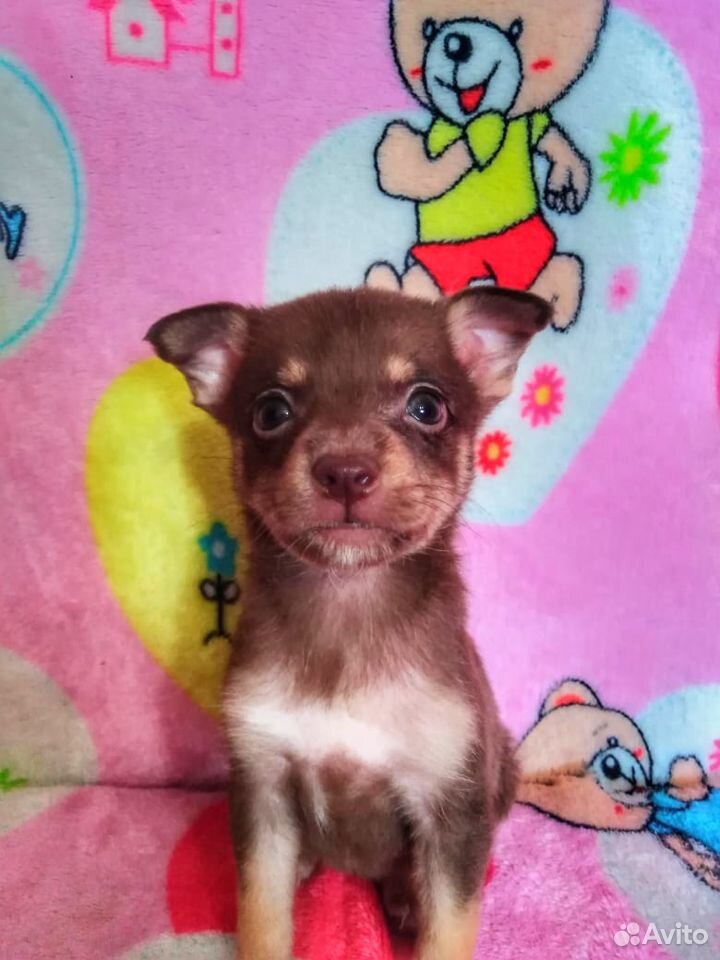 Щенок той-пинчера