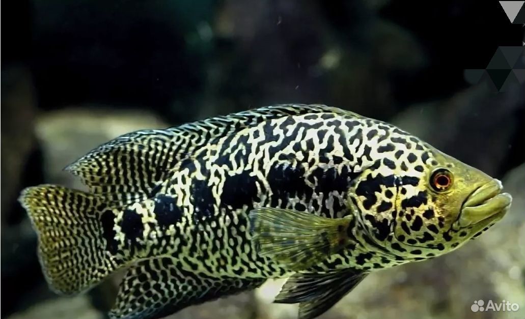 Манагуанская цихлазома, пара