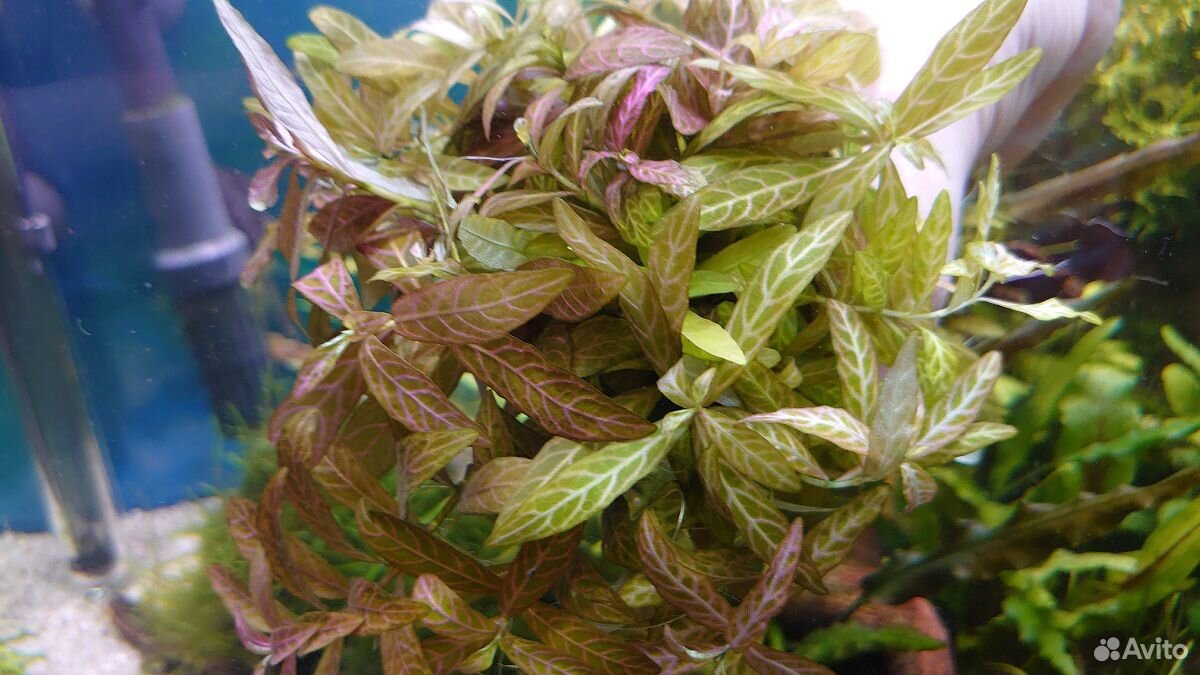 Аквариумные растения