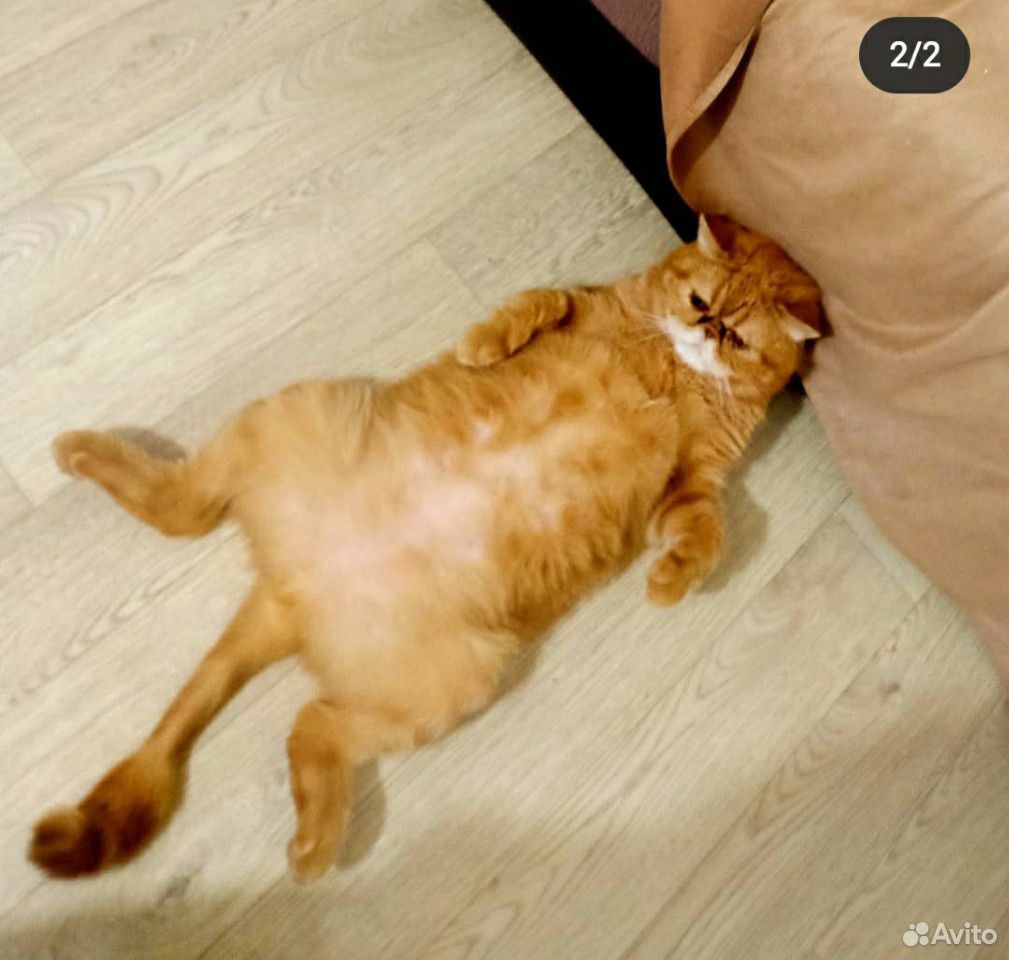 Кот экзот кастрирован 5 лет