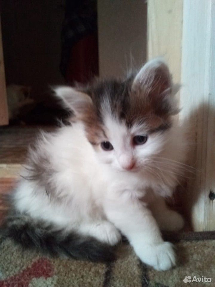 Котята