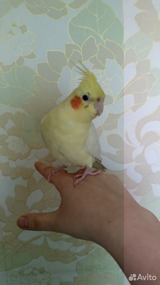 Продам ручного попугая корелла