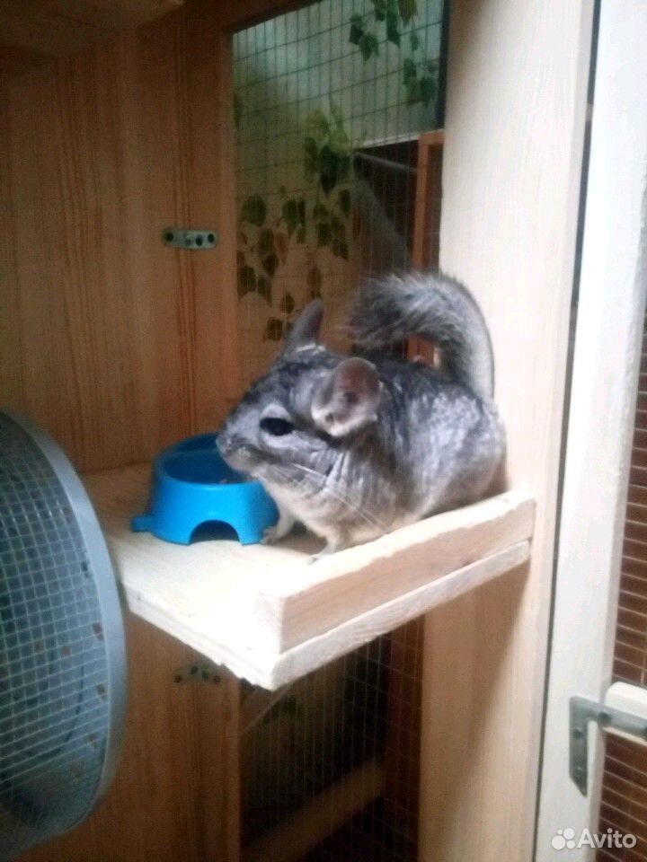 Шиншилла с клеткой