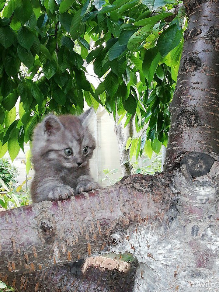 Котята породы перс с шиншилой помесь