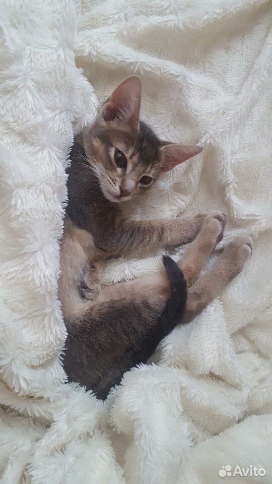 Котенок Абиссин