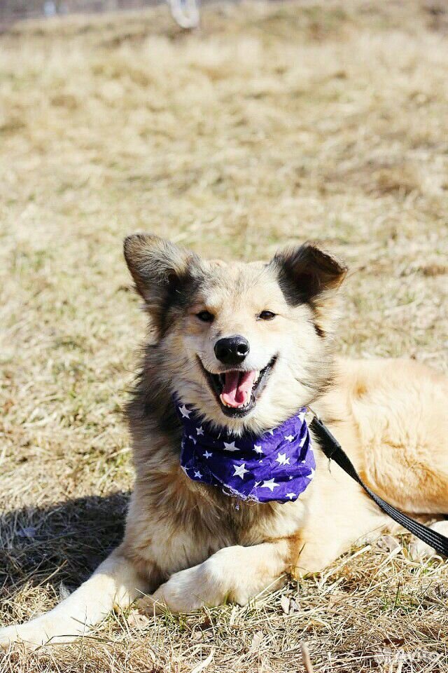 Собака Тони в дар