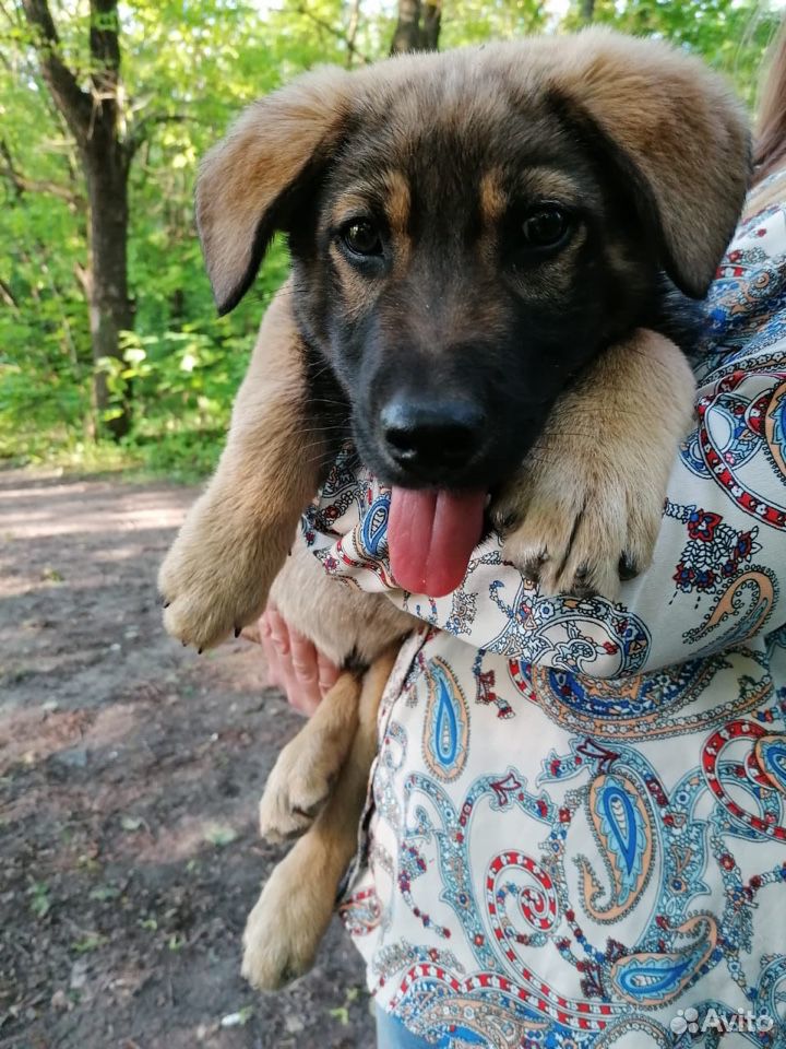 Щенок, мальчик, 3 месяца