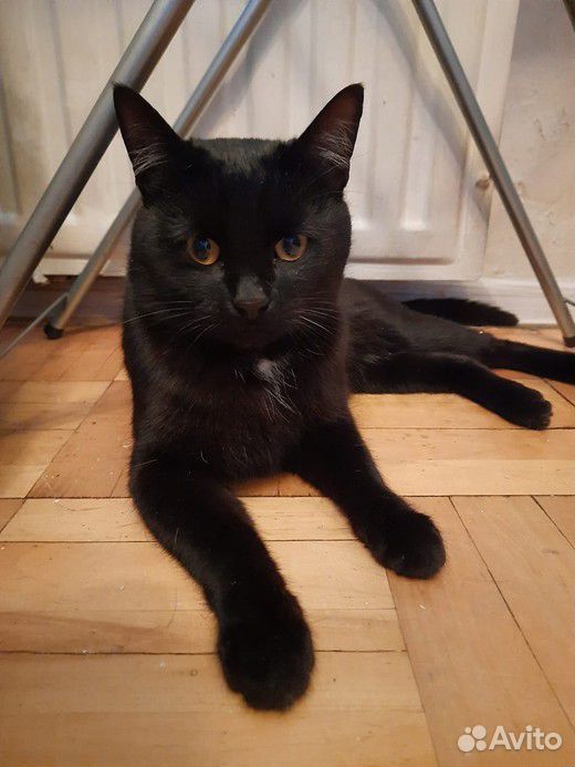 Черныш Блэк в добрые руки