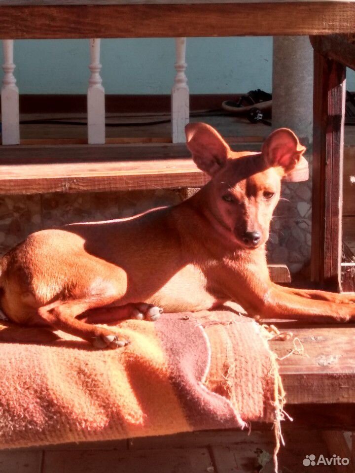 Цвергпинчер