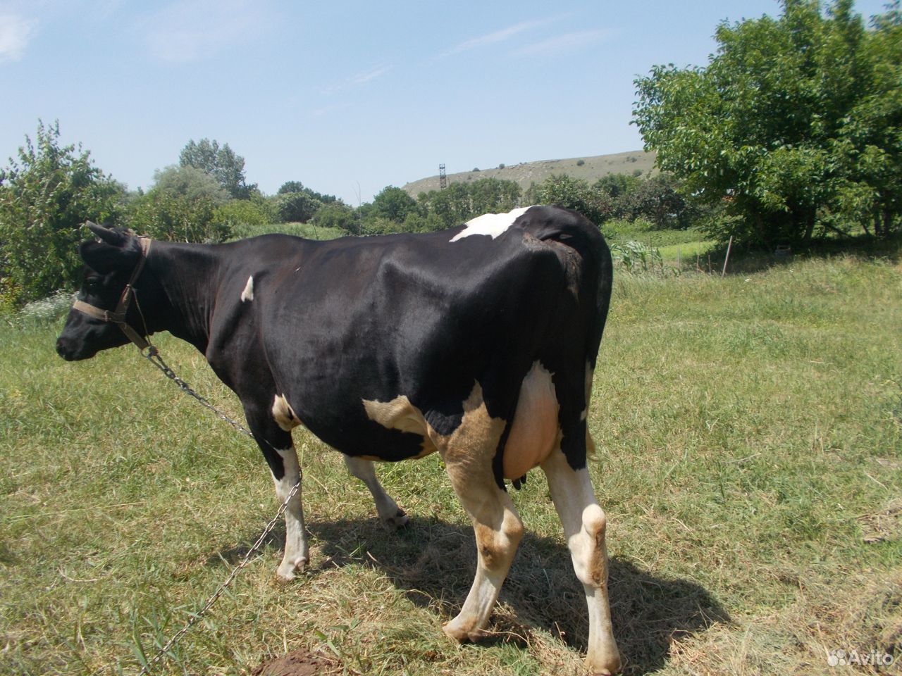 Продаю коров
