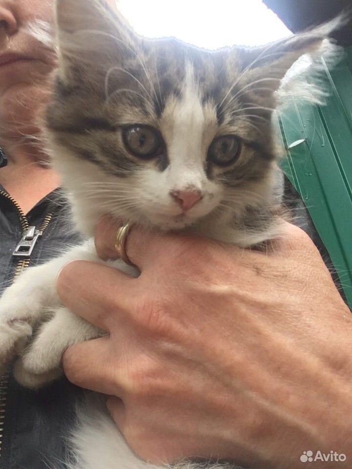 Котенок