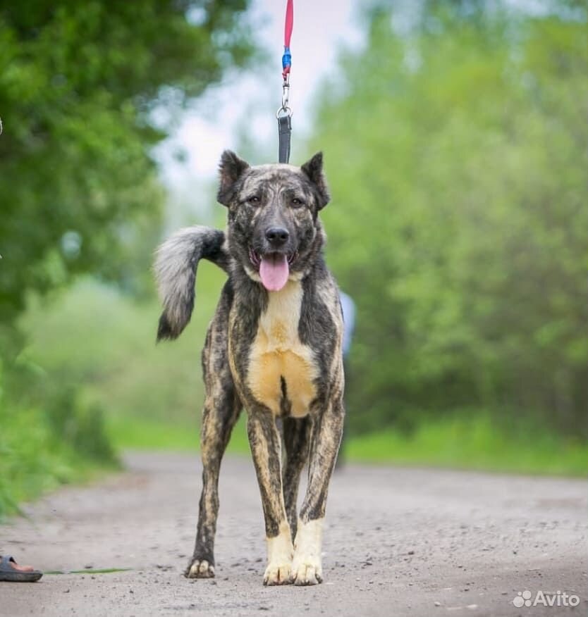Очаровательный пёс Буч 1 год