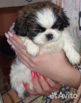 Продаётся очаровательная девочка пекинес