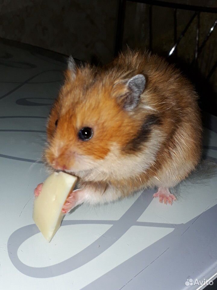 Хомяк сирийский