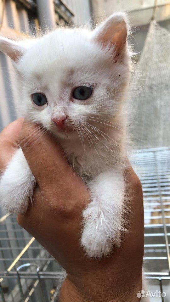 Котятки ищут дом