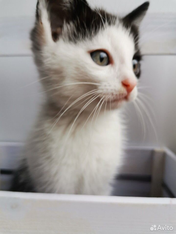 Отдам котенка