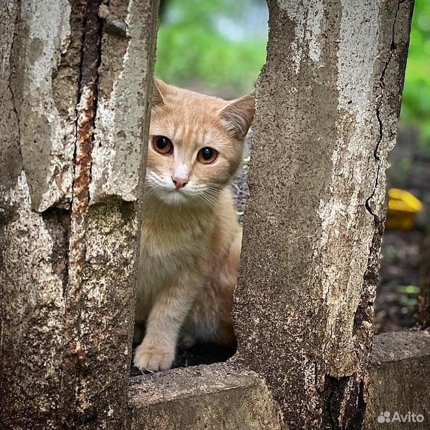 Ласковый, спокойный, янтарный котенок в дар