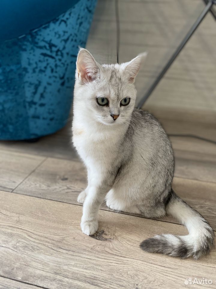 Кошка Британская Серебристая Шиншила