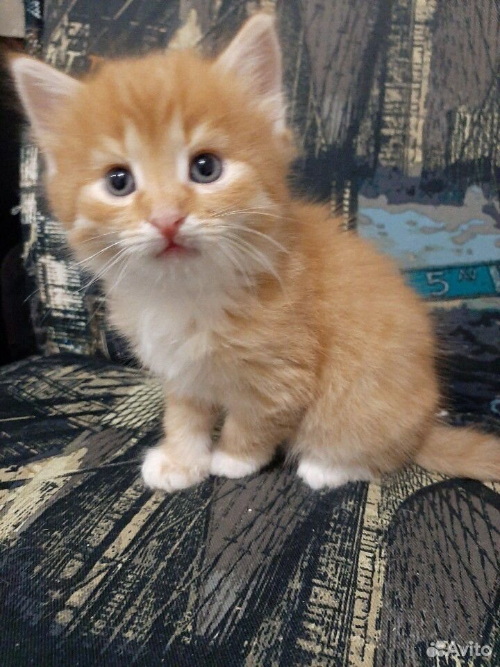 Пушистый шарик 1.5 мес в дар