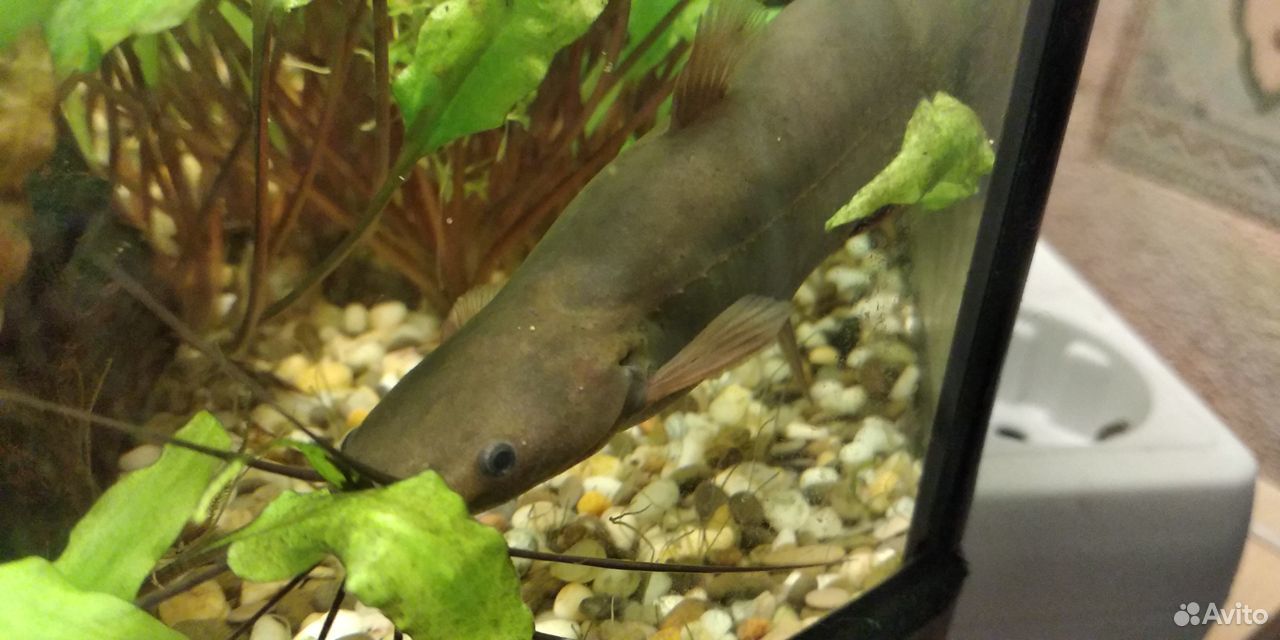 Аквариумный мешкожаберный сом