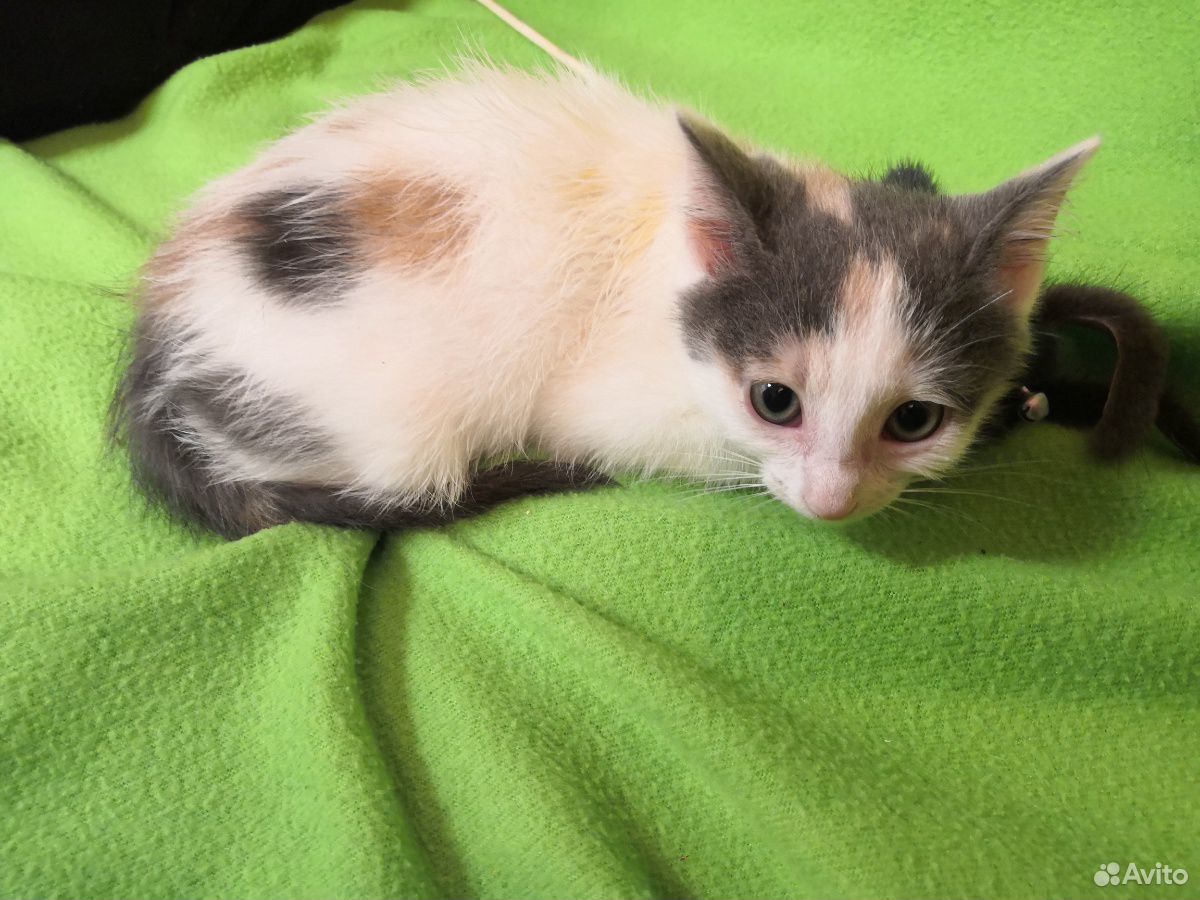 Котенок в дар