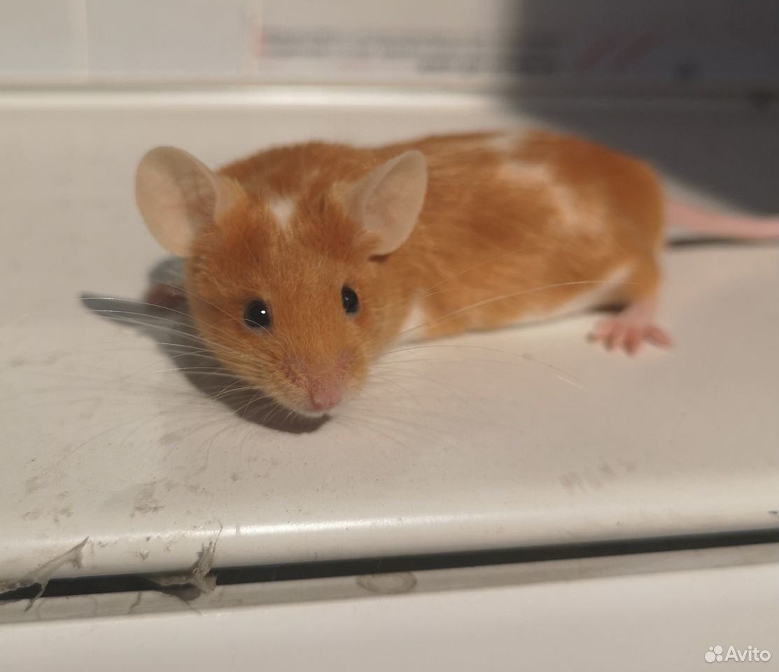 Мышь декоративная самец