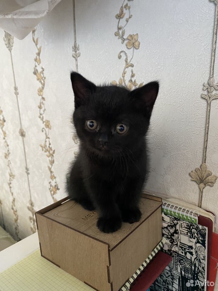 Британские котята