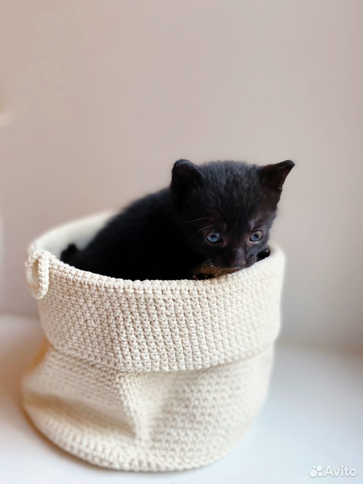Котёнок чёрный девочка 1.5 - 2 месяца