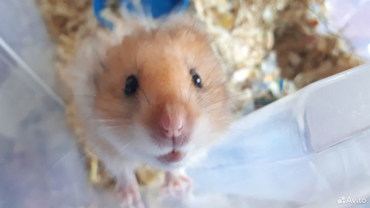 Сирийский хомяк