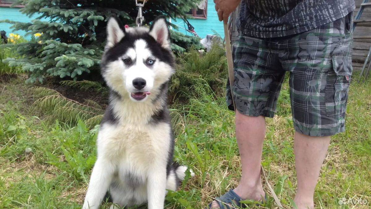 Щенок девочка Сибирский хаски