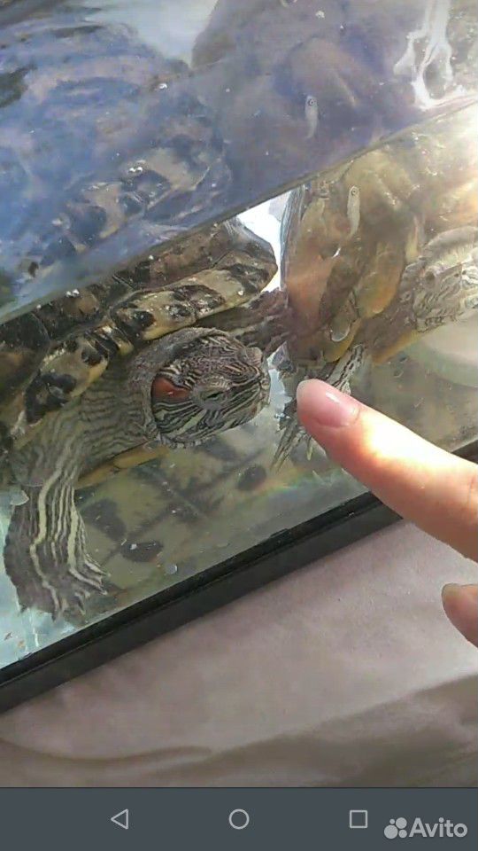 Красноухие черепашки