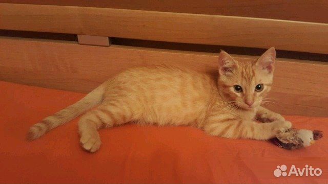 Котенок