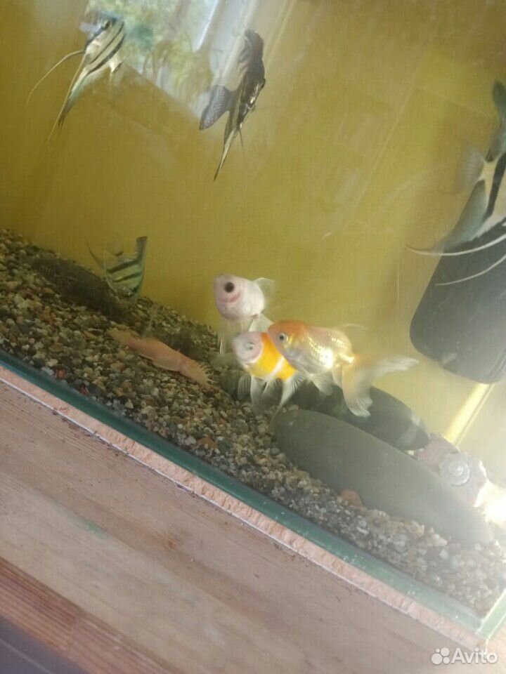 Аквариум с рыбками