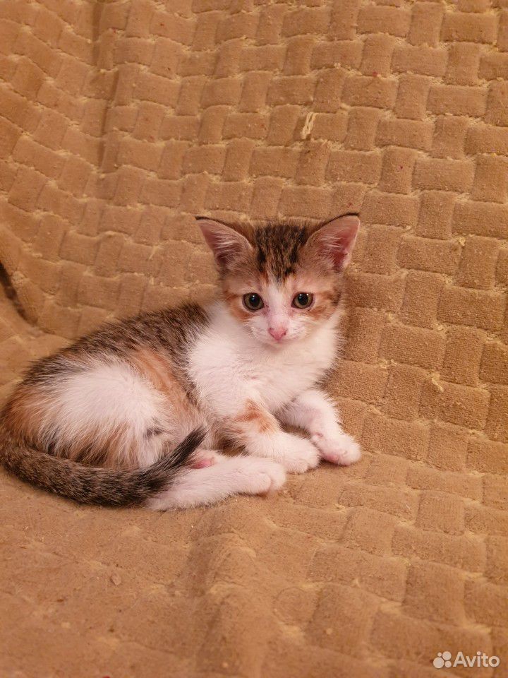 Котенок в дар