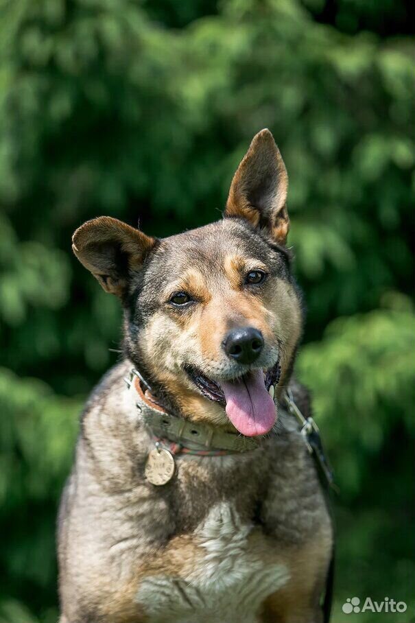 Медовая собака Хани ищет дом