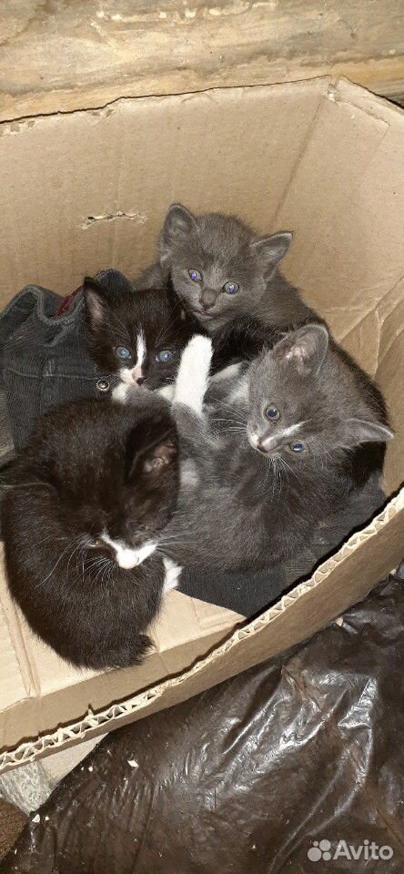 Котята (бесплатно) и 1 Бобтейл