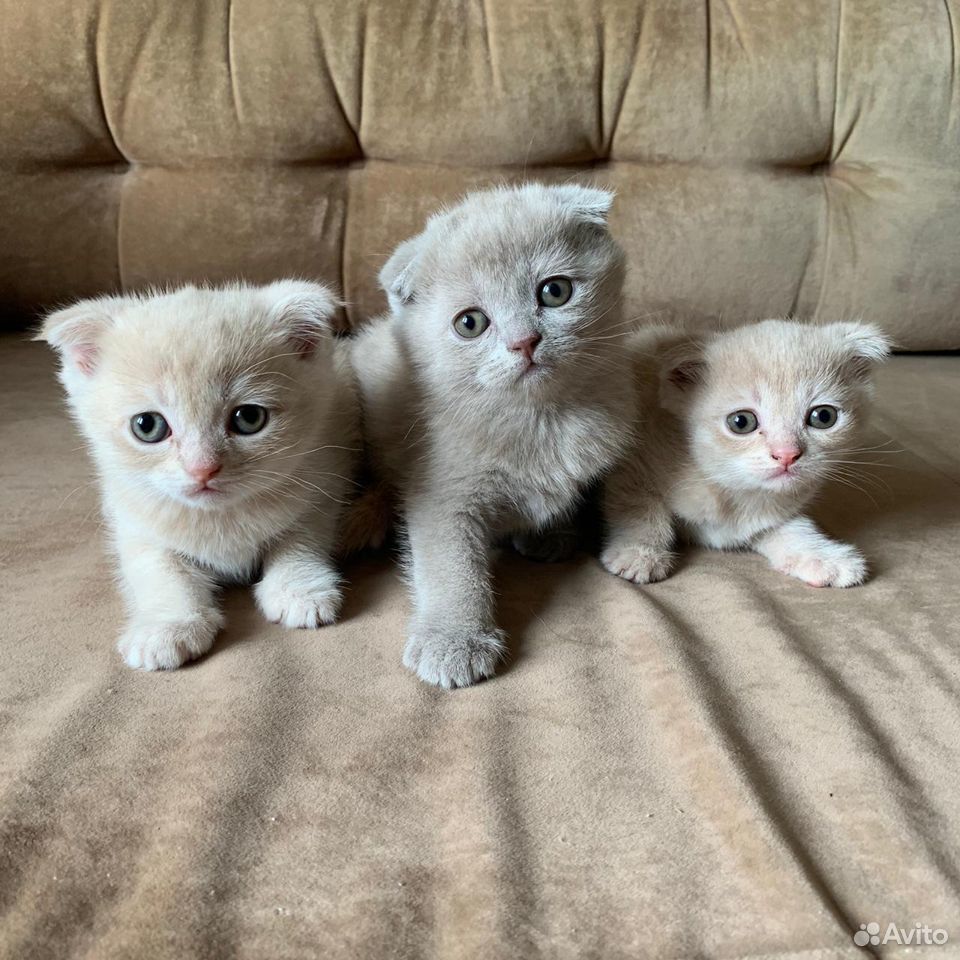Шотландские вислоухие котята (scottish fold)