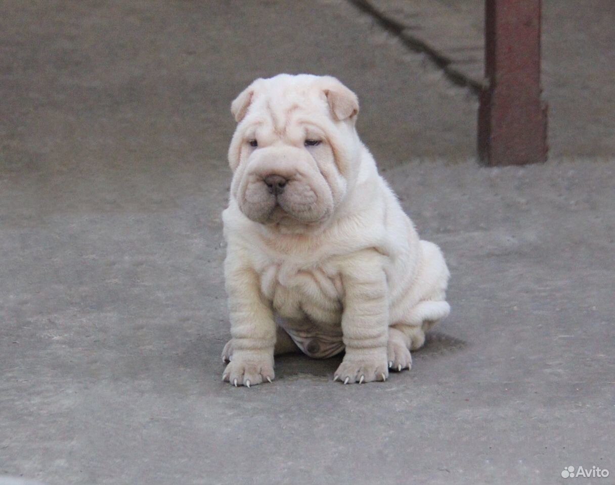 Шарпей Снежная Звезда