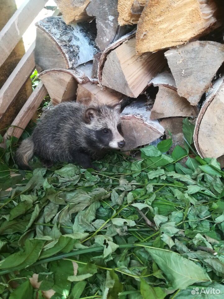 Енотовидная собака