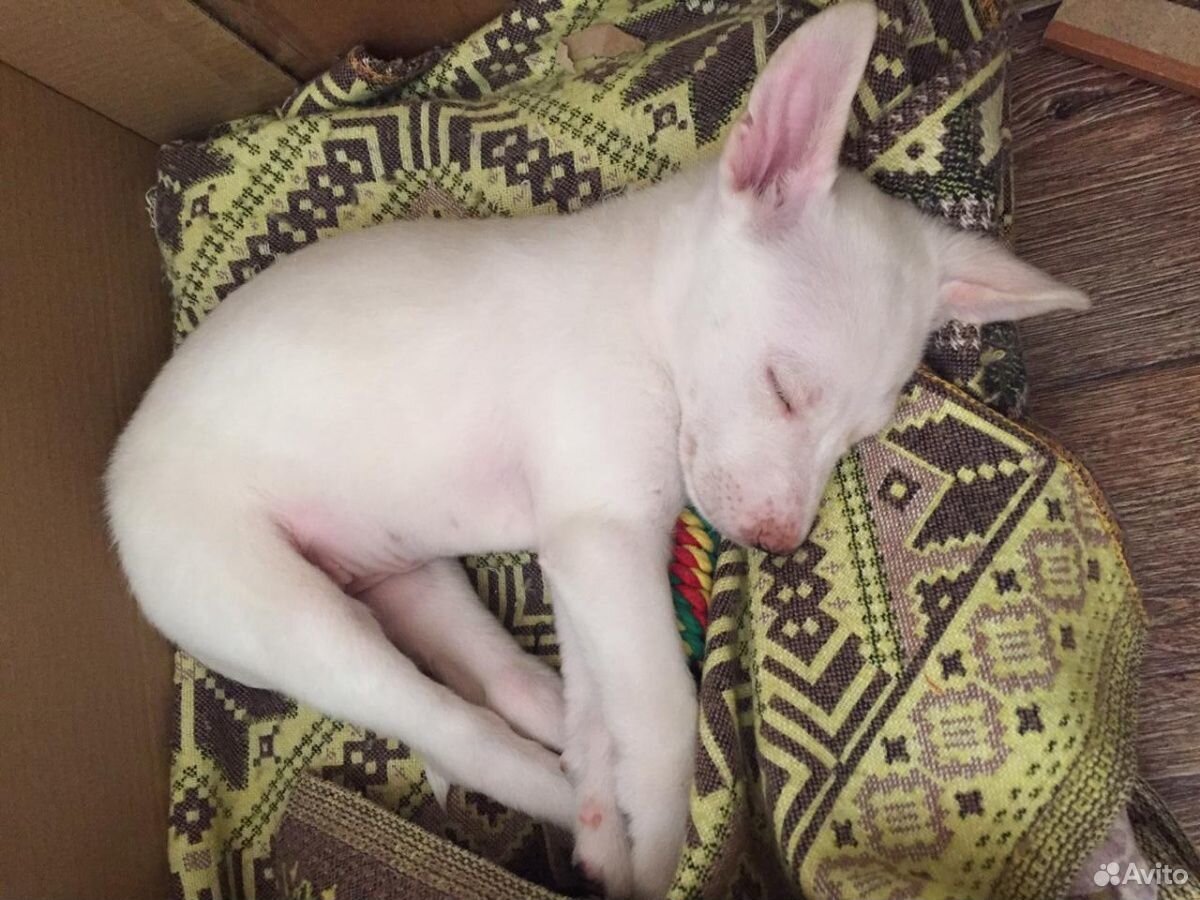 Щенок бесплатно